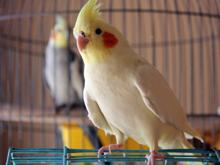 11 Types Of Cockatiels: A Detailed Guide (with Pictures)