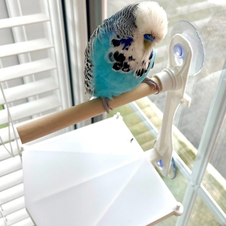 Say Goodbye To Messes: Potty Training Bird Tips And Tricks