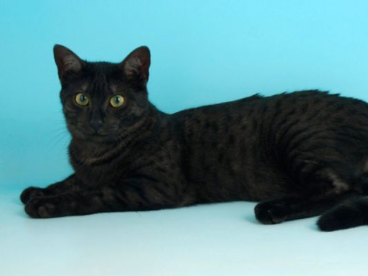 Egyptian Mau Cat Breed: Profile, Personality & How To Care