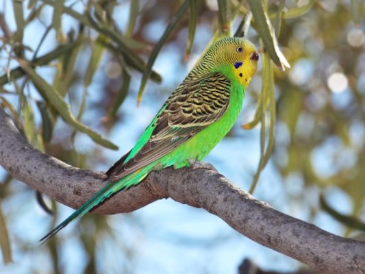 Types Of Parakeets: Colorful And Unique Varieties