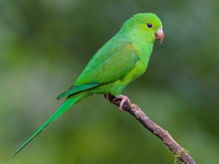 Types Of Parakeets: Colorful And Unique Varieties