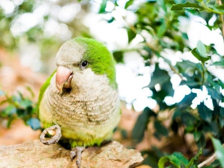 Types Of Parakeets: Colorful And Unique Varieties
