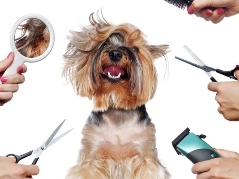 17 Best Professional Dog Grooming Tools For Pups Look Great