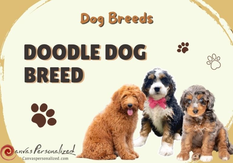Top 14 All Types Of Doodle Dog Breed: The Ultimate Guide
