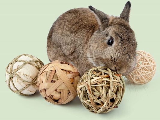 Can Rabbits Eat Coconut Safely: The Best Advice & Tips