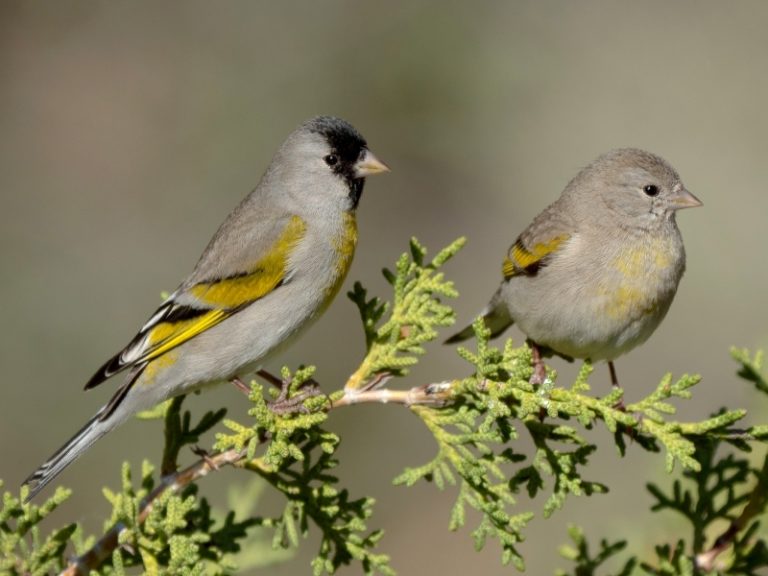 17 Popular Types Of Finches: A Complete List With Photos