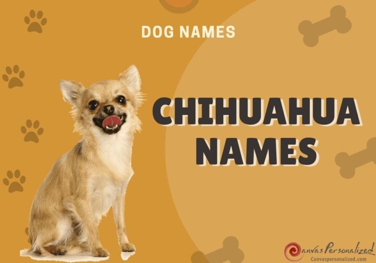 230+ Famous Literary Dog Names For Poetry-Loving Owner