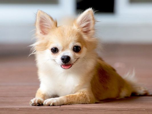 650+ Unique And Cute Chihuahua Names For Your Furry Friend