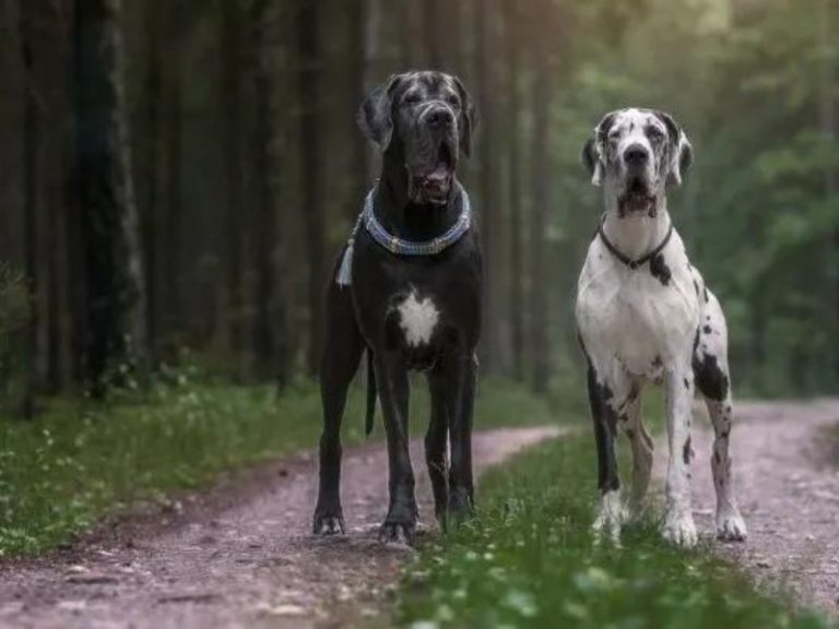 Great Dane Dog Breed: Key Traits, Temperament, And Care Tips