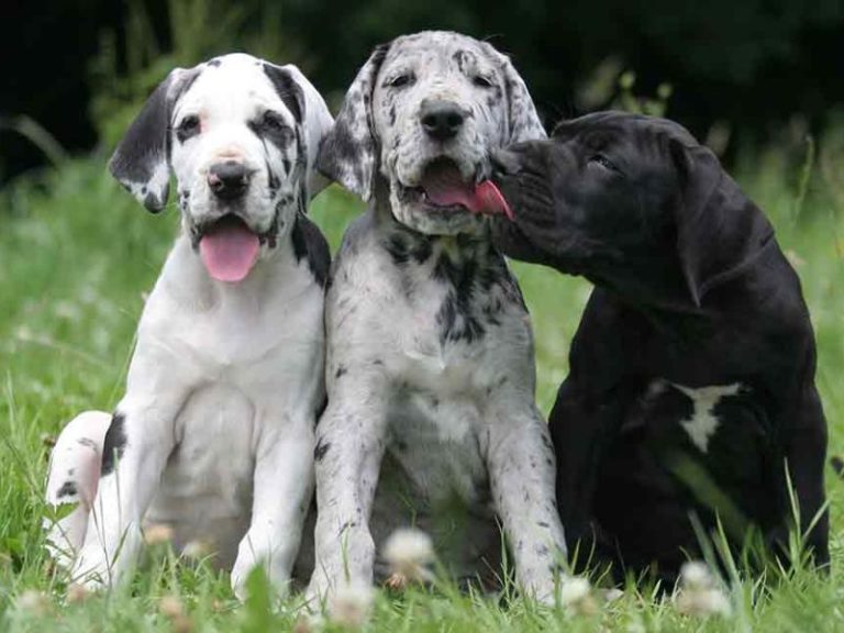 Great Dane Dog Breed: Key Traits, Temperament, And Care Tips