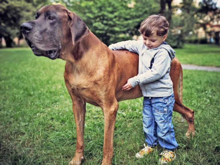 Great Dane Dog Breed: Key Traits, Temperament, And Care Tips