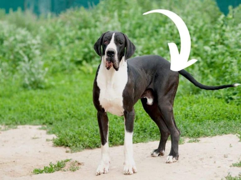 Great Dane Dog Breed: Key Traits, Temperament, And Care Tips