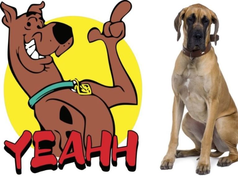 Great Dane Dog Breed: Key Traits, Temperament, And Care Tips