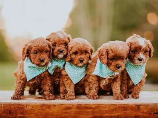 Top 14 All Types Of Doodle Dog Breed: The Ultimate Guide
