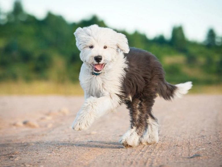 Top 14 All Types Of Doodle Dog Breed: The Ultimate Guide