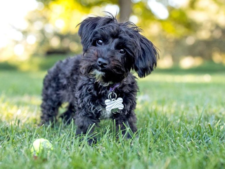 Top 14 All Types Of Doodle Dog Breed: The Ultimate Guide