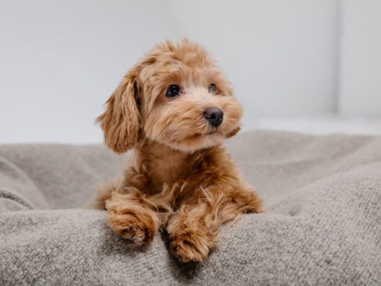 Top 14 All Types Of Doodle Dog Breed: The Ultimate Guide