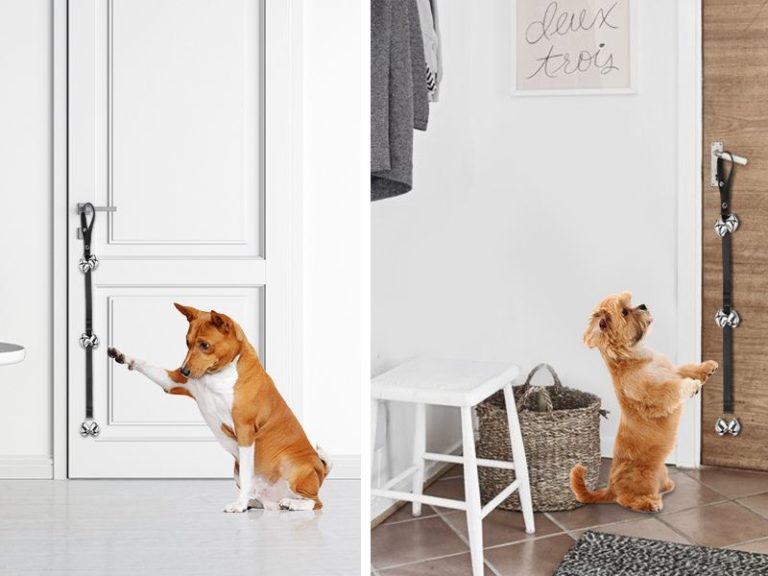Bell Training For Dogs For Potty Time In 3 Easy Steps