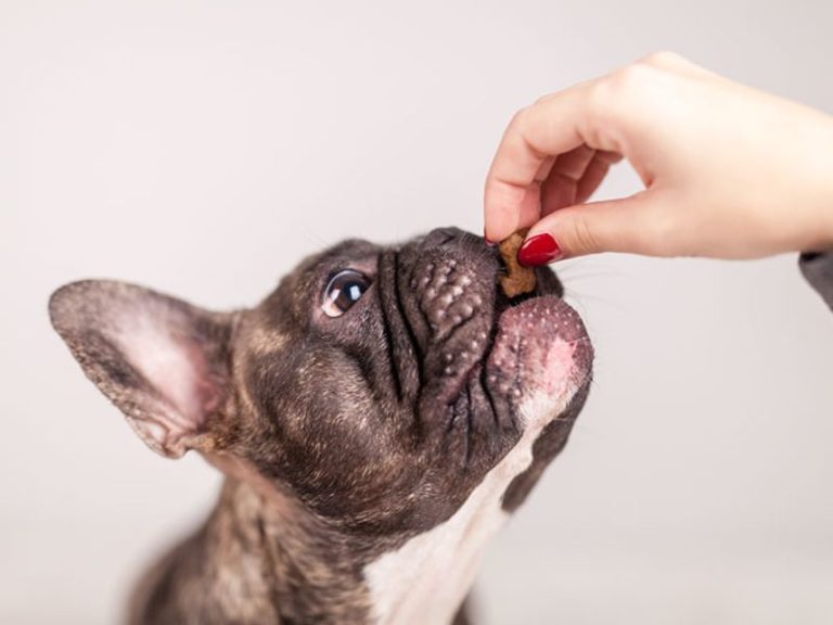 Bell Training For Dogs For Potty Time In 3 Easy Steps
