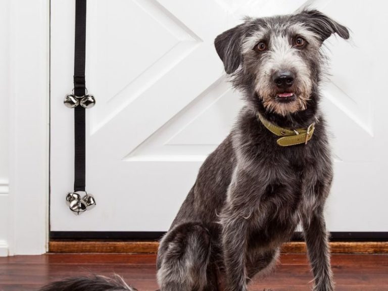 Bell Training For Dogs For Potty Time In 3 Easy Steps