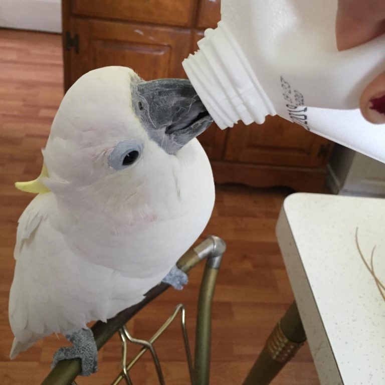 Bird Feeding 101: Can Birds Drink Milk Safely?