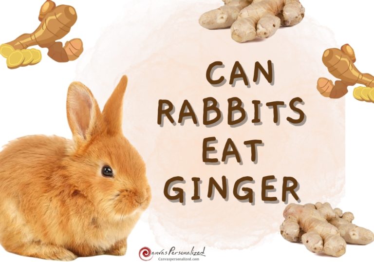 Meet 6 Lop Eared Rabbit Breeds - The Most Popular Furry Pet