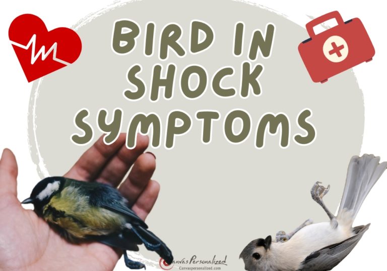 Understanding 7 Bird In Shock Symptoms And Treatment Options