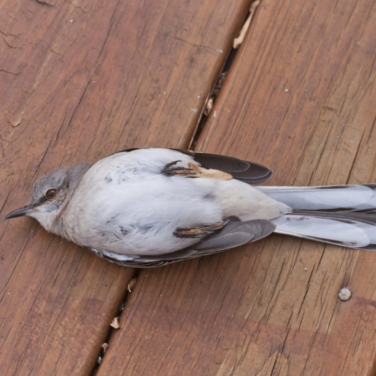 Understanding 7 Bird In Shock Symptoms And Treatment Options