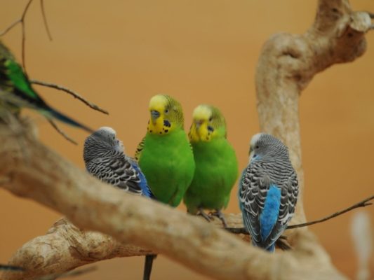 11 Most Talking Bird Species: Which Ones Are The Best Pets?