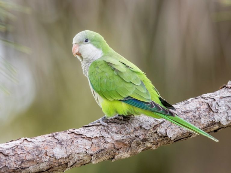 11 Most Talking Bird Species: Which Ones Are The Best Pets?