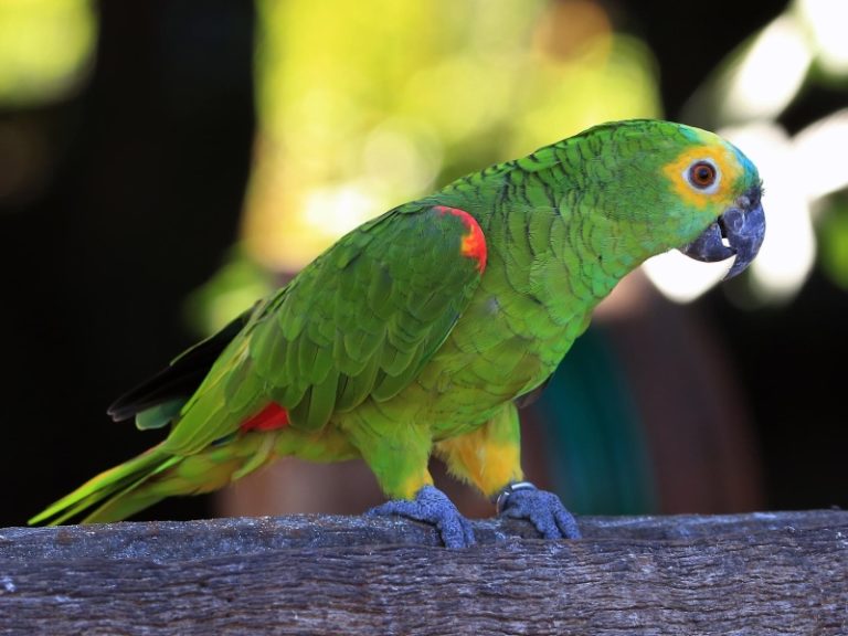 11 Most Talking Bird Species: Which Ones Are The Best Pets?