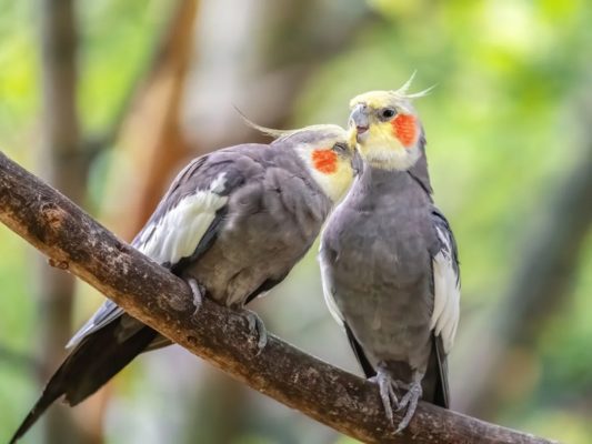 11 Most Talking Bird Species: Which Ones Are The Best Pets?