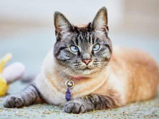 Lynx Point Siamese: Cat Profile, Personality & How To Care