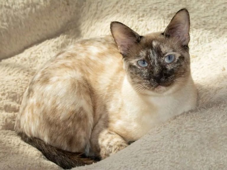 Lynx Point Siamese: Cat Profile, Personality & How To Care