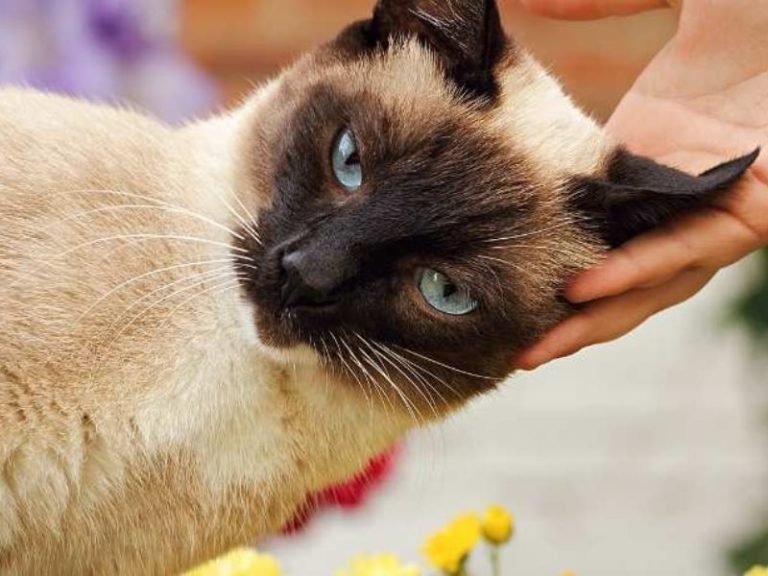 Lynx Point Siamese: Cat Profile, Personality & How To Care