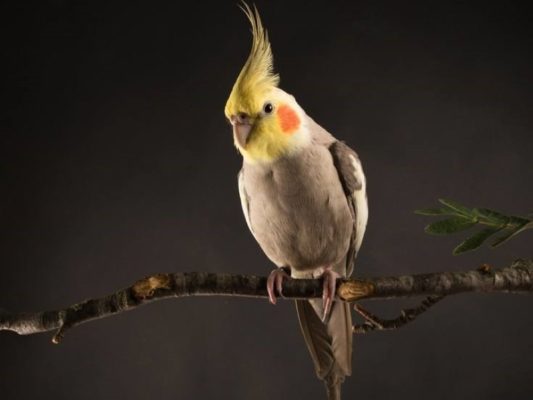 11 Types Of Cockatiels: A Detailed Guide (with Pictures)
