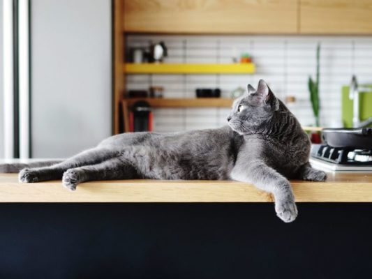 How To Train A Cat To Stay Off Counters? - 6 Easiest Methods