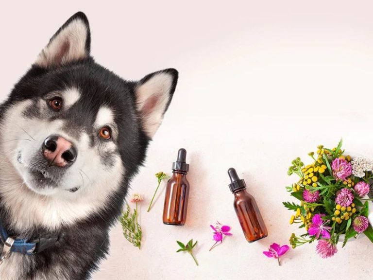 How To Calm Down A Dog: 19 Effective Ways & Tips Must-Try