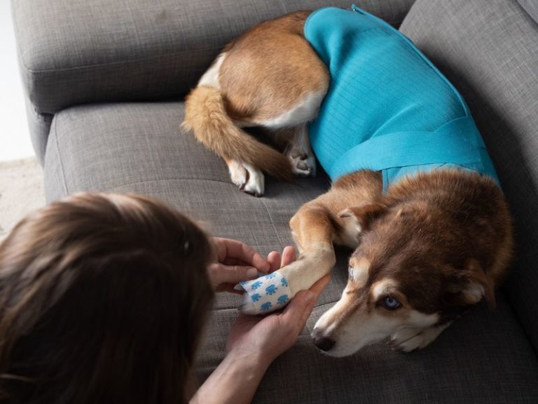 How To Calm Down A Dog: 19 Effective Ways & Tips Must-Try