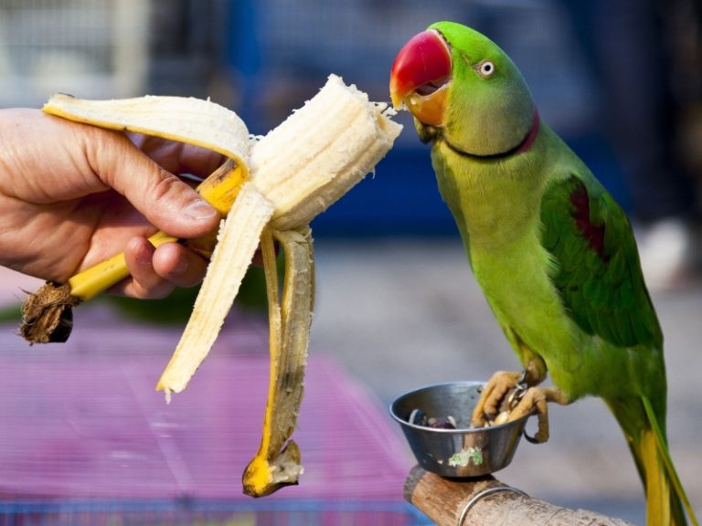 15 Safe Fruits For Birds: Feeding Your Pet A Balanced Diet