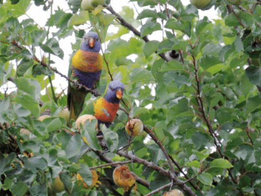 15 Safe Fruits For Birds: Feeding Your Pet A Balanced Diet