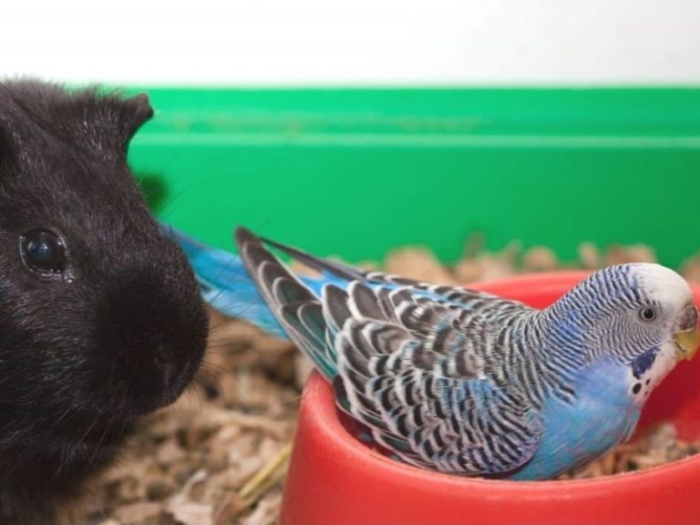 Essential Parakeet Care Guide: Keeping Your Pet Healthy
