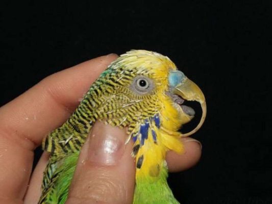 7 Parrot Beak Problems: What Every Bird Owner Should Know