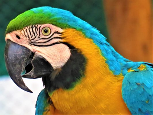 7 Parrot Beak Problems: What Every Bird Owner Should Know