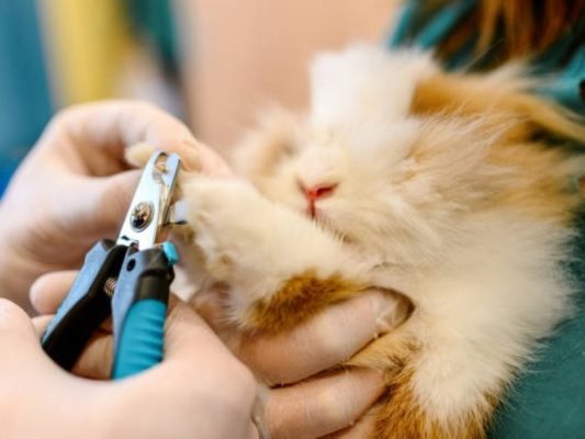 Rabbit Nail Trimming Guide - Tips And Tricks For An Easy Experience