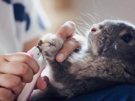 Rabbit Nail Trimming Guide - Tips And Tricks For An Easy Experience