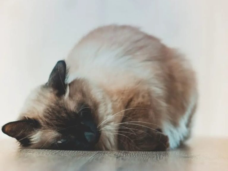 Do Cats Get Embarrassed? Top 6 Situations Of Their Feelings