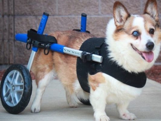 Top 10 Common Corgi Health Problems & How To Treat Them