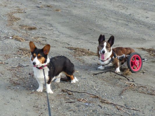 Top 10 Common Corgi Health Problems & How To Treat Them