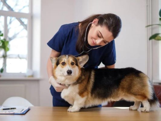 Top 10 Common Corgi Health Problems & How To Treat Them